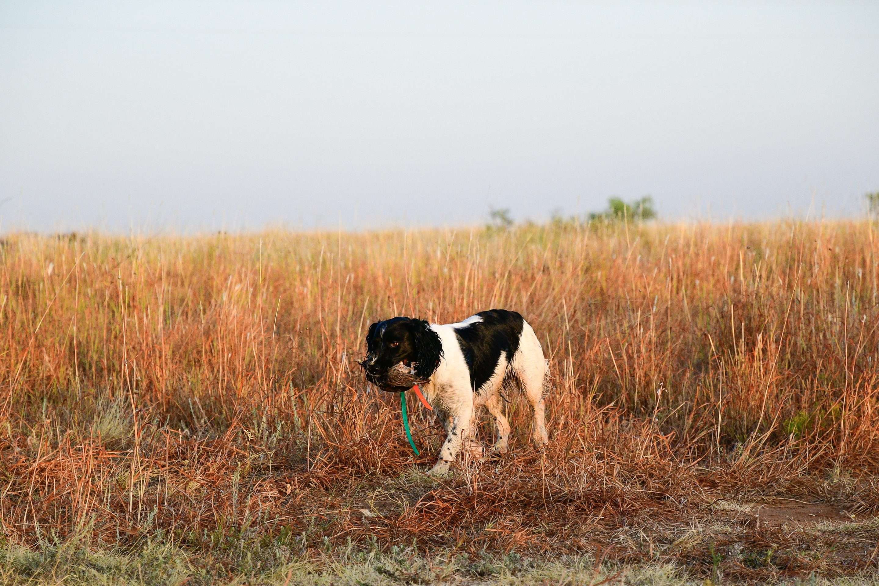The Ultimate Guide to Hunting Dog Training with T&T Game Birds - T&T ...